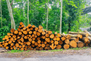 Common Forestry Tree Types and Wood Guide - The Forestry Pros
