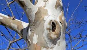 Lumber Guide: Sycamore Wood Uses - The Forestry Pros