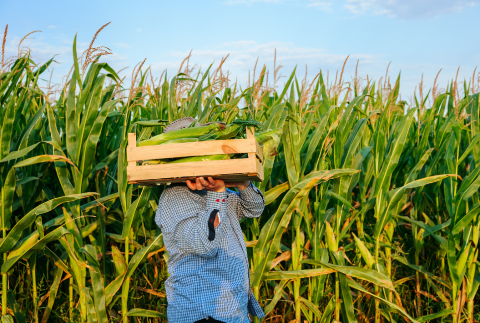 Box Elder Wood Uses - The Forestry Pros