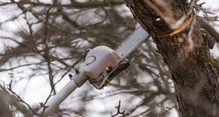 How to Use a Pole Saw Guide - The Forestry Pros