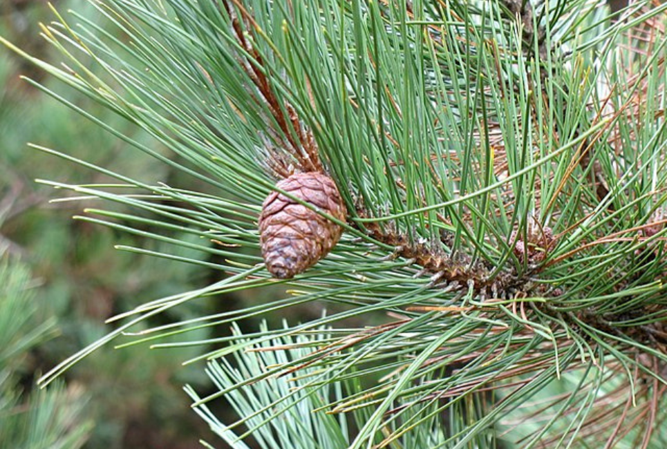 Norway Pine Tree Guide: Everything You Need To Know! - The Forestry Pros