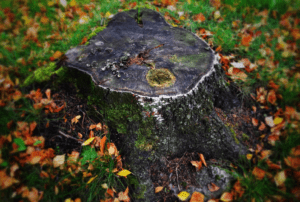 How to Rot a Tree Stump Fast with Chemicals - The Forestry Pros