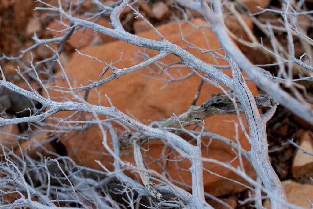 Manzanita Wood Uses - The Forestry Pros