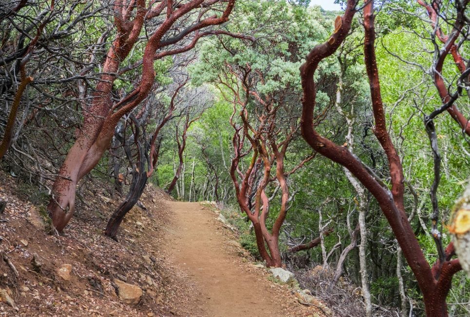 Manzanita Wood Uses - The Forestry Pros