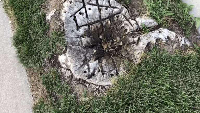 How to Rot a Tree Stump Fast with Chemicals - The Forestry Pros