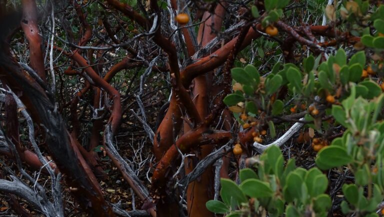 Manzanita Wood Uses - The Forestry Pros