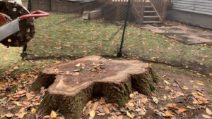 How to Rot a Tree Stump Fast with Chemicals - The Forestry Pros